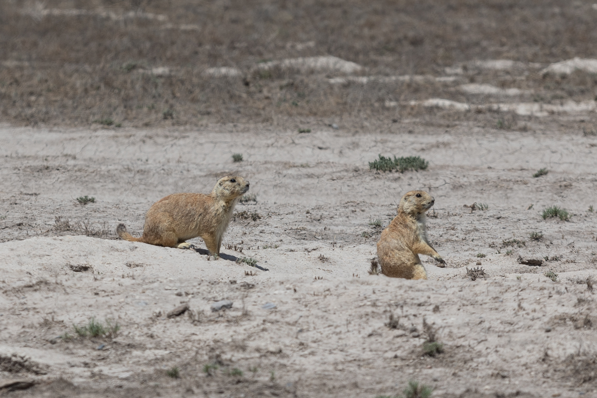 ¿Quién está acabando con el hábitat (y el agua) de los úlitmos perritos ...