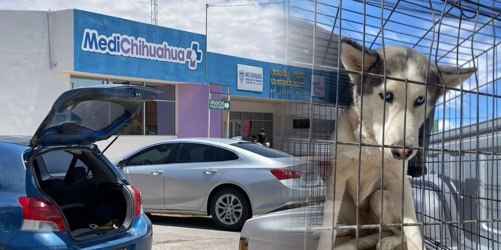 DABA analiza dar en adopción a Sasha, pero no con el mismo dueño ...